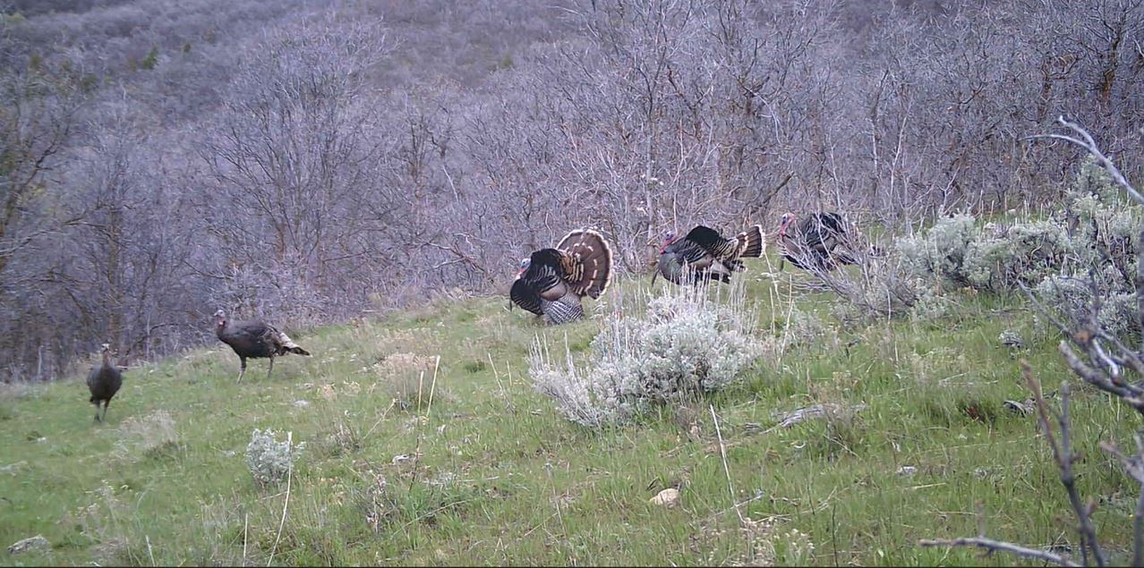 Turkey Gallery - Backyard Trail Camera