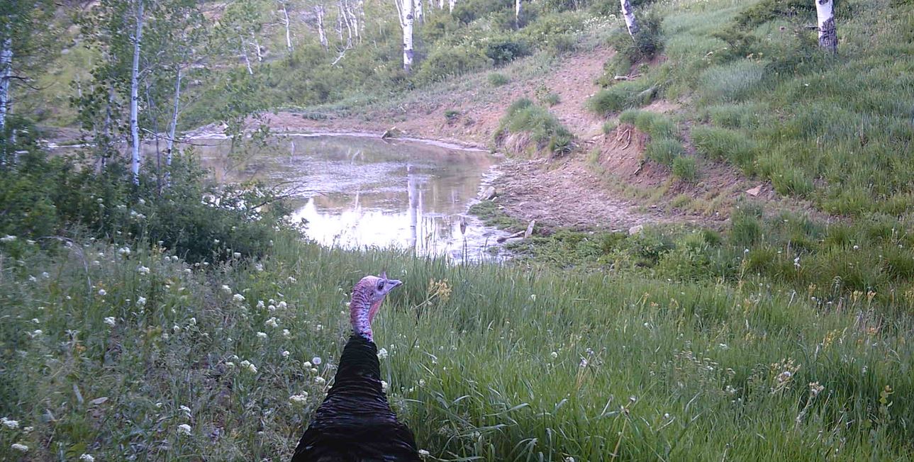 Turkey Gallery - Backyard Trail Camera