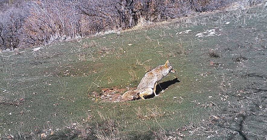 Wildlife in Utah - Backyard Trail Camera