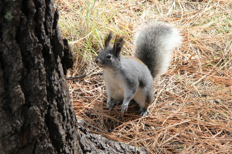 Wildlife in Utah, Mammals - Backyard Trail Camera