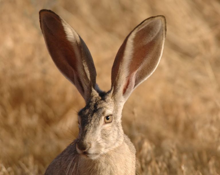Wildlife in Utah, Mammals - Backyard Trail Camera