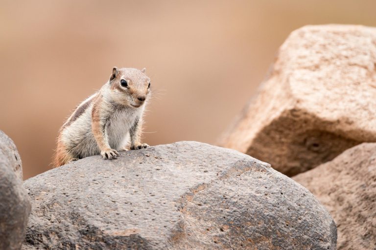 Wildlife in Utah, Mammals - Backyard Trail Camera