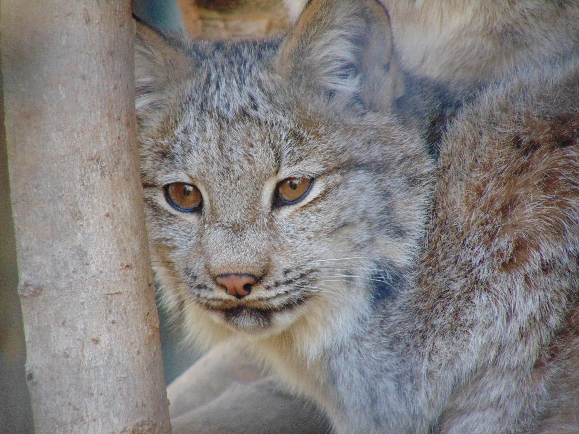 Wildlife in Utah, Mammals - Backyard Trail Camera