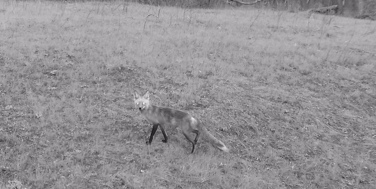 Red Fox Gallery - Backyard Trail Camera