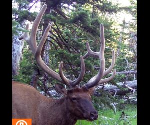 Alce 101 - Backyard Trail Camera